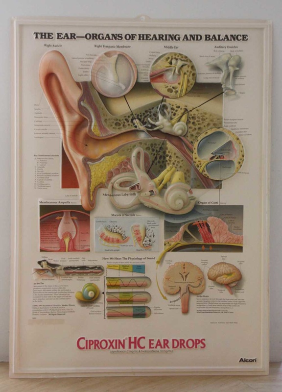 Poster: The Ear - Organs of Hearing and Balance; 1997; AR#6639 | eHive
