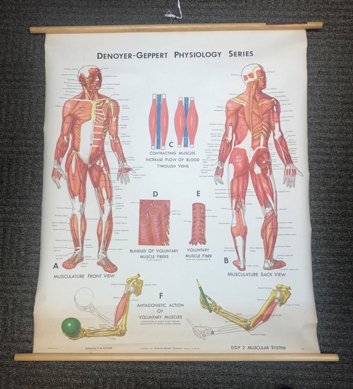 Equipment: Anatomical Chart of the Muscular System; Denoyer-Geppert ...