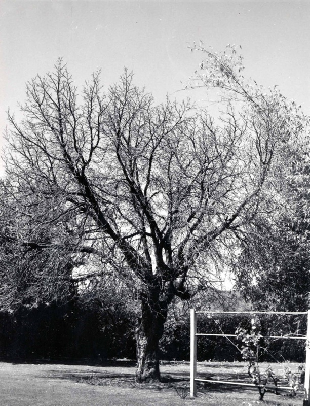 Photograph: Mulberry Tree in Winter; 1964; AR#19339 | eHive
