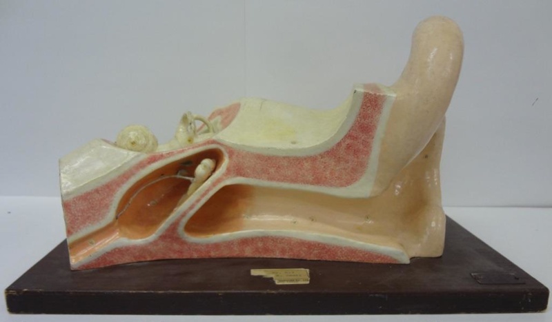 Equipment: Model of Inner and Centre Ear; AR#9246 | eHive