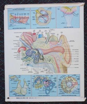 Poster: The Ear - organs of hearing and balance; Ca 1982; AR#6951 | eHive