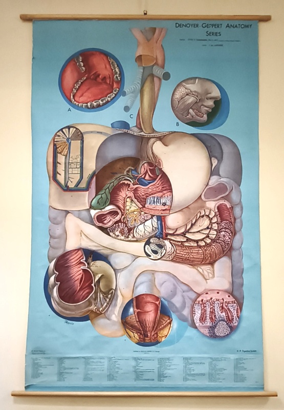 Equipment: Digestive System Anatomical Chart; Ca 1950; AR#1956 | eHive