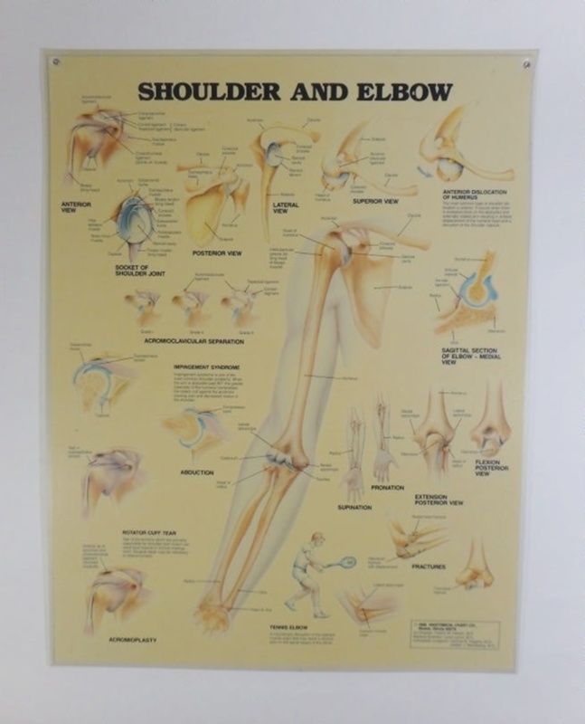 Equipment: Shoulder and Elbow Anatomical Poster; 1988; AR#10544 | eHive