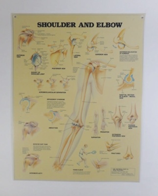 Equipment: Shoulder and Elbow Anatomical Poster; 1988; AR#10544 | eHive