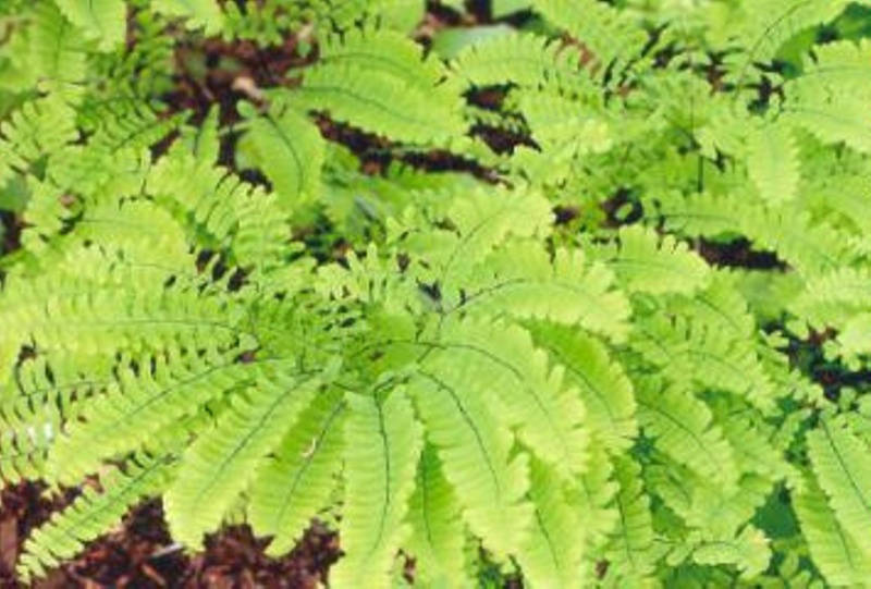 Adiantum pedatum Northern Maidenhair Fern; Polypodiales--Pteridaceae ...