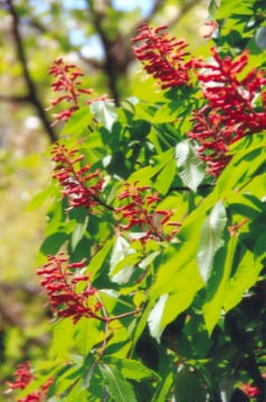 Aesculus pavia Red buckeye or Firecracker plant; Sapindales ...