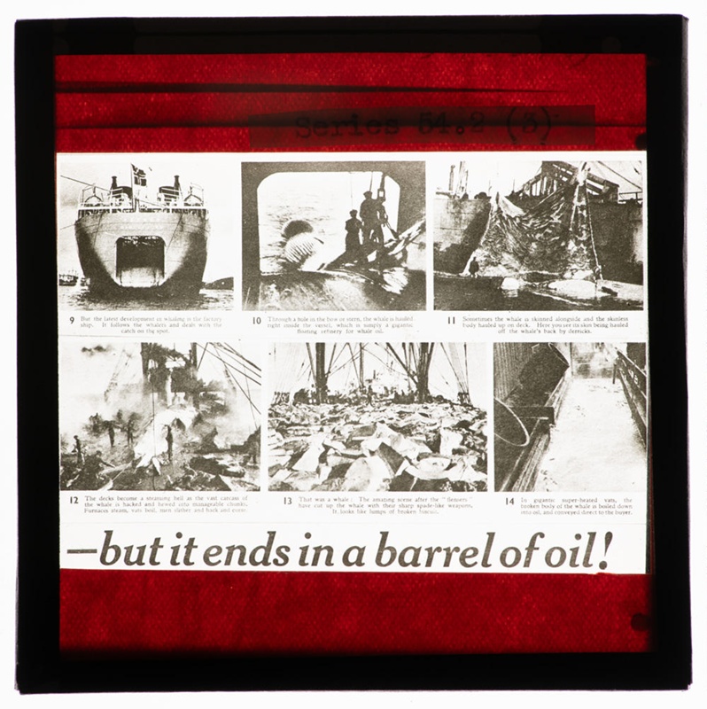 Six images depicting parts of the whaling process.; Unknown; 1900-1950 ...