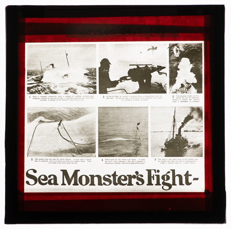 Six images depicting parts of the whaling process.; Unknown; 1900-1950 ...