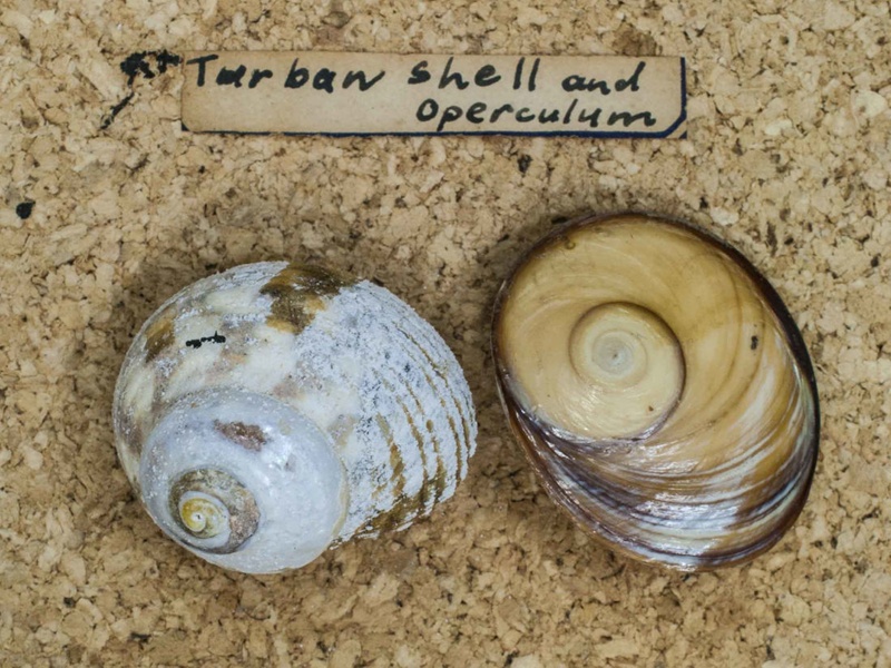 Turban shell and operculum; Mollusca; Marine Specimen; 2015.29.8 | eHive