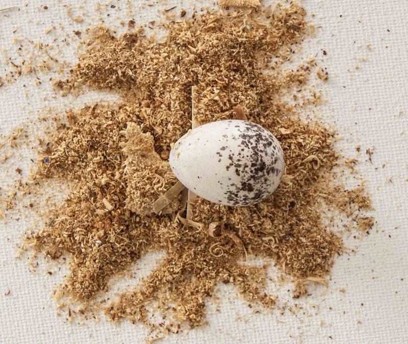 Egg, Magpie-lark; Grallina cyanoleuca (Monarchidae); Egg; 2015.11.31 ...