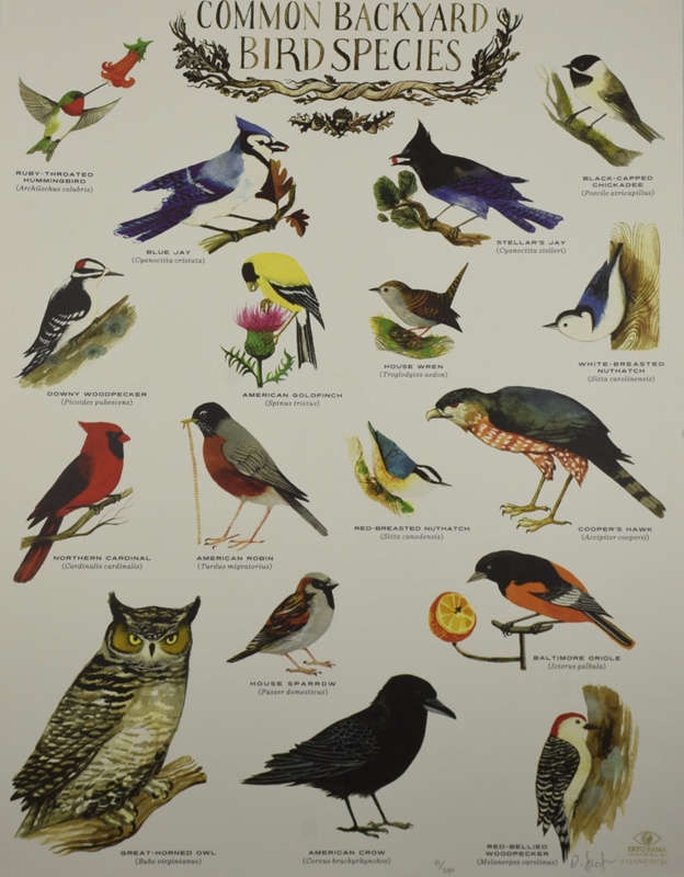 Common Backyard Birds Poster; Diana Sudyka | eHive