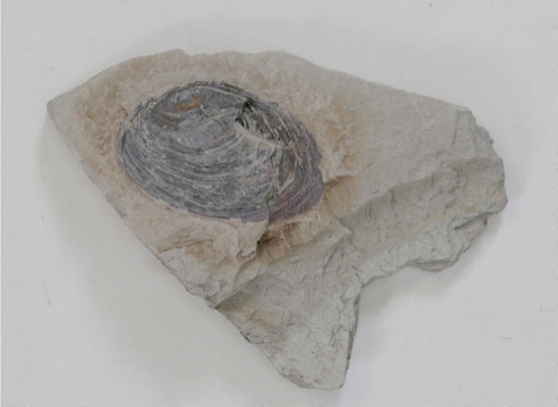 Freshwater Mussel Fossil; Hydridella menziesii (NZ freshwater mussel ...