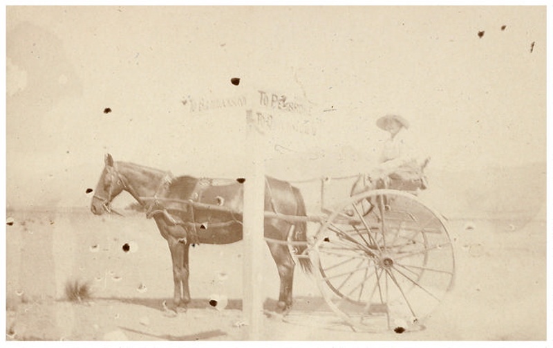 Photograph, Horse and Gig at a crossroad in Central Otago; CR1985.698 ...