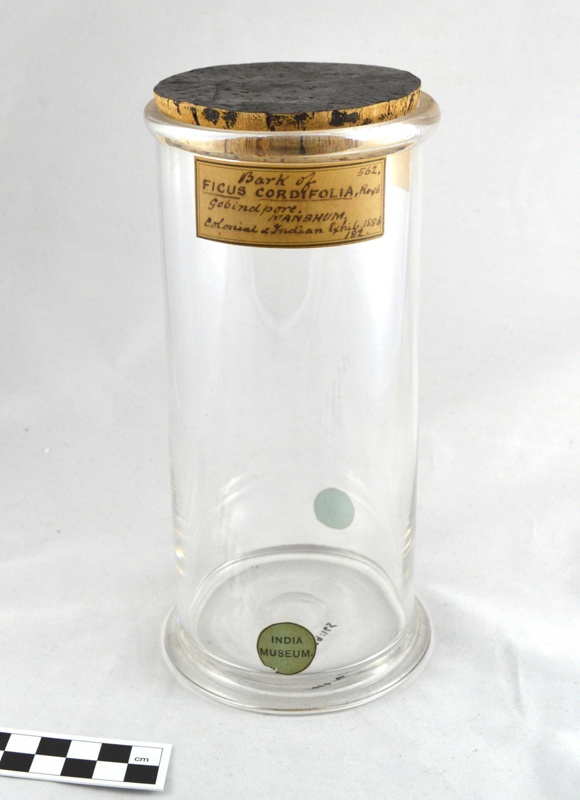 Large Clear Glass Plant Specimen Jar with Cork Closure and Printed ...