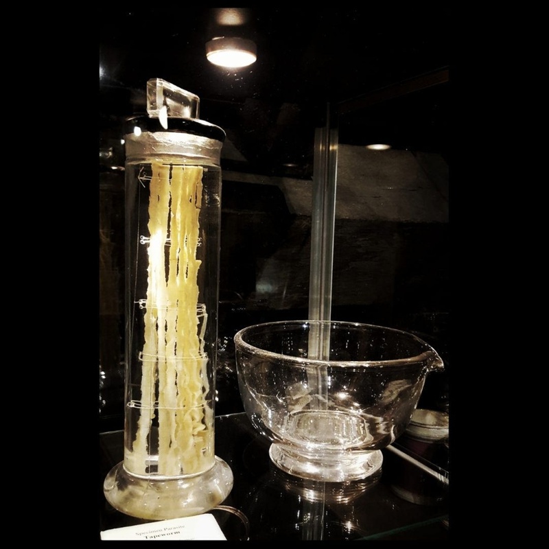 Wet Specimen Tapeworm in Glass Jar Wide Neck and Matching Closure ...