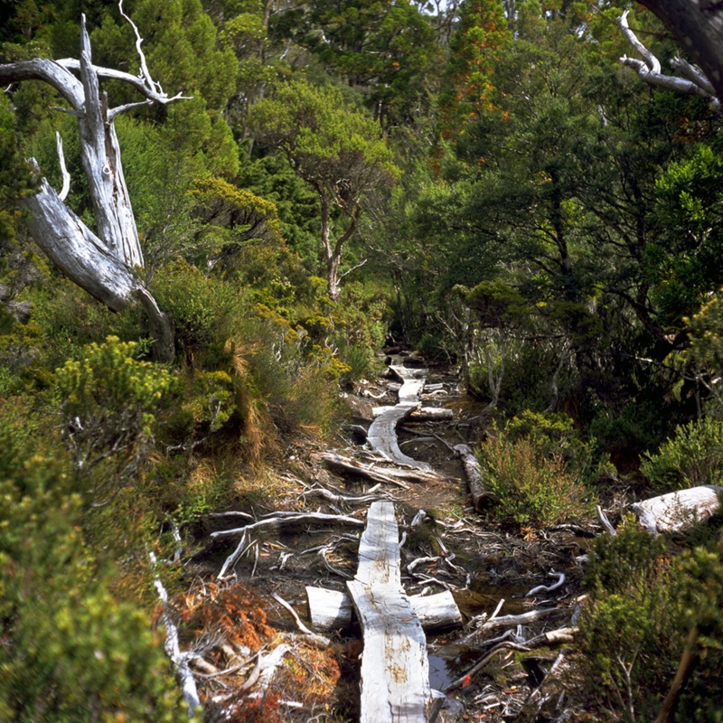 Digital photograph - Tree branch path through valley; Klaus Hueneke; AP ...