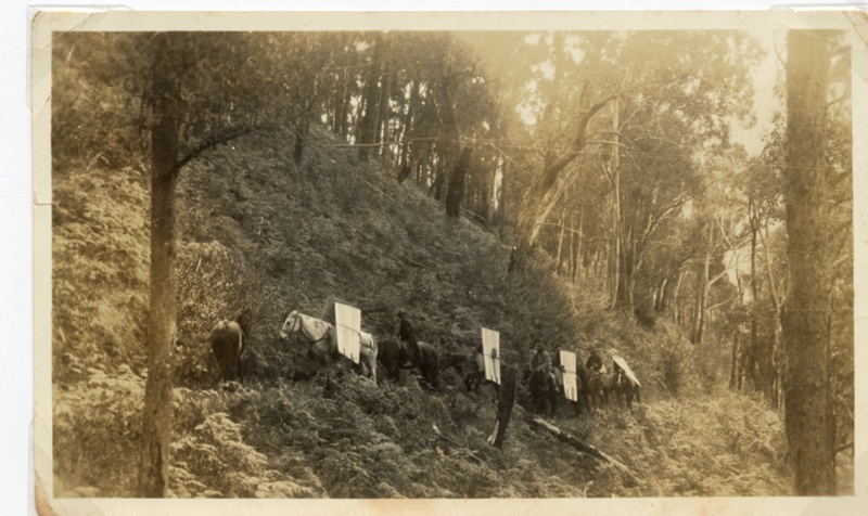 Photograph - Transporting Iron along the Klingsporn Track, Mt Buller ...