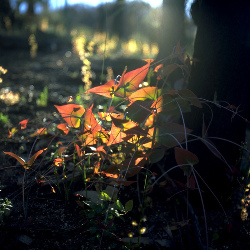 Digital photograph - New tree growth with red leaves through sunshine ...