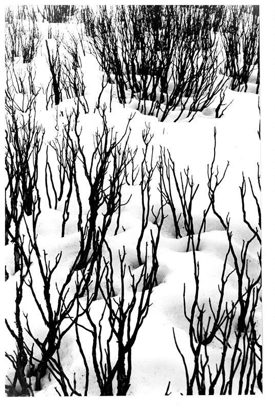 Stark patterns in winter snow-the result of authumn burning -1981- by ...