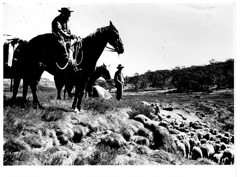 Stockmen + sheep in the high country -1956. by Nell Chaffer.; Klaus ...