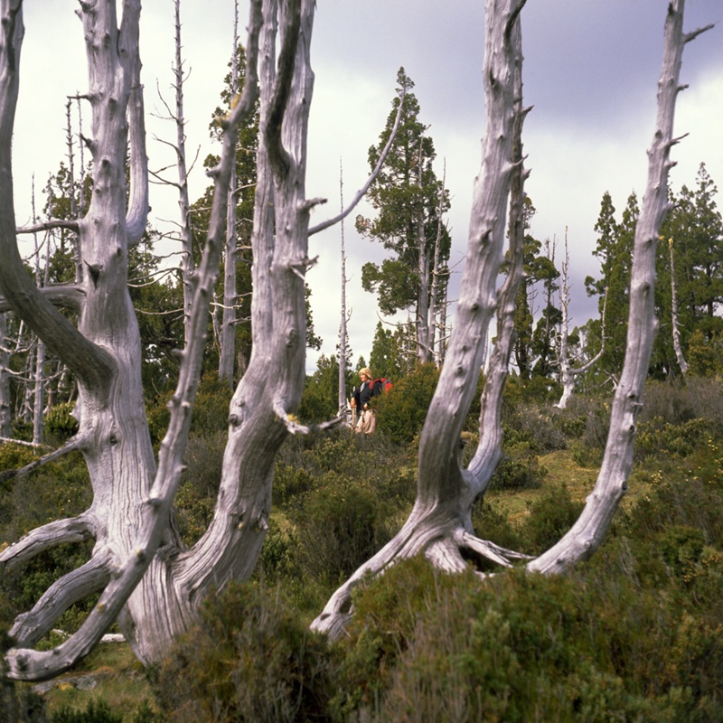 Digital photograph - Bush walker walking through grass and dead trees ...