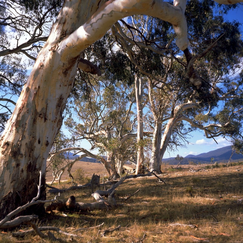 Digital photograph - Gum trees; Klaus Hueneke; AP 002954 | eHive