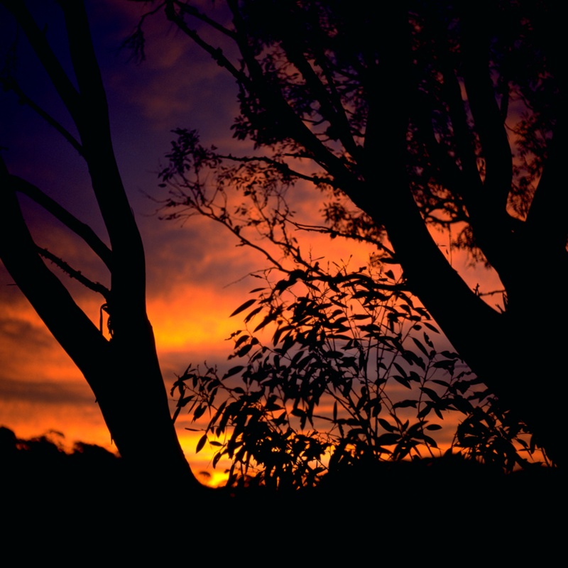 Digital photograph - Red / purple sunset through trees; Klaus Hueneke ...