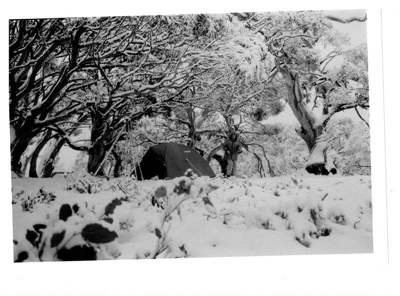 Between Bluf + Howitt Winter camp near The Crown Tree in 1991 by Dean ...