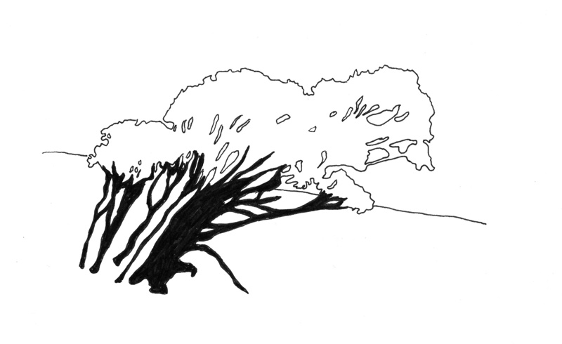 Drawing - Snowgum trees; Klaus Hueneke; Klaus Hueneke; AE 000015 | eHive