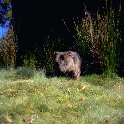 Digital photograph - Wombat emerging from shadow; Klaus Hueneke; AP ...