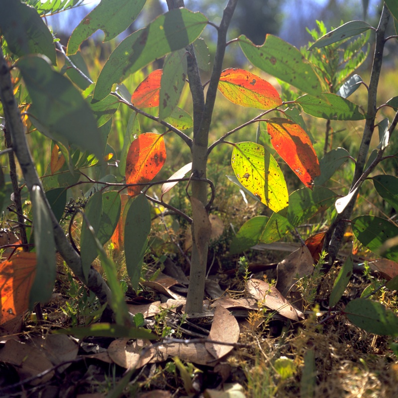 Digital photograph - young gum tree with leaves changing colour; Klaus ...