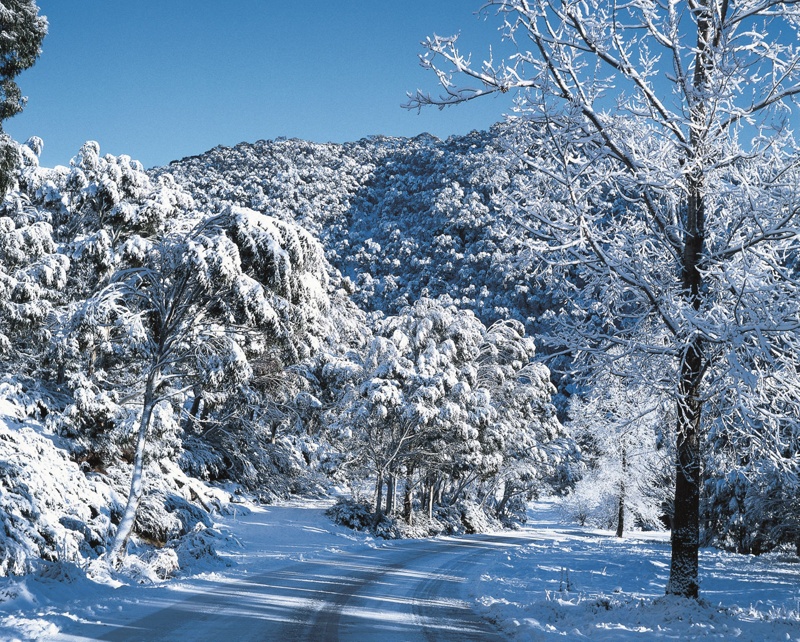 Digital photograph - Snow capped trees; Klaus Hueneke; AP 003132 | eHive