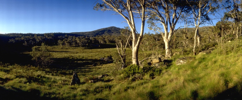 Digital photograph - Open grass area with trees and mountains; Klaus ...