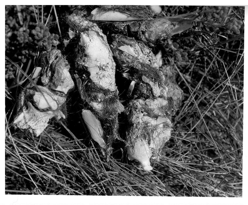 Dingo Scat; Klaus Hueneke; AP 001716 | eHive