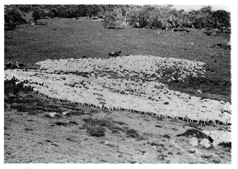 Jack + Lindsay willis between Round Mt. and Bogong 1950's (Willis ...