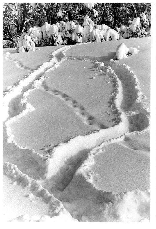 Early morning walkabout of a wombat in heavy snow.; Klaus Hueneke; AP ...
