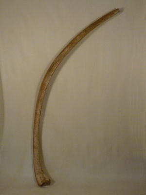Whale rib bone; SLNM.1994.02.03 | eHive