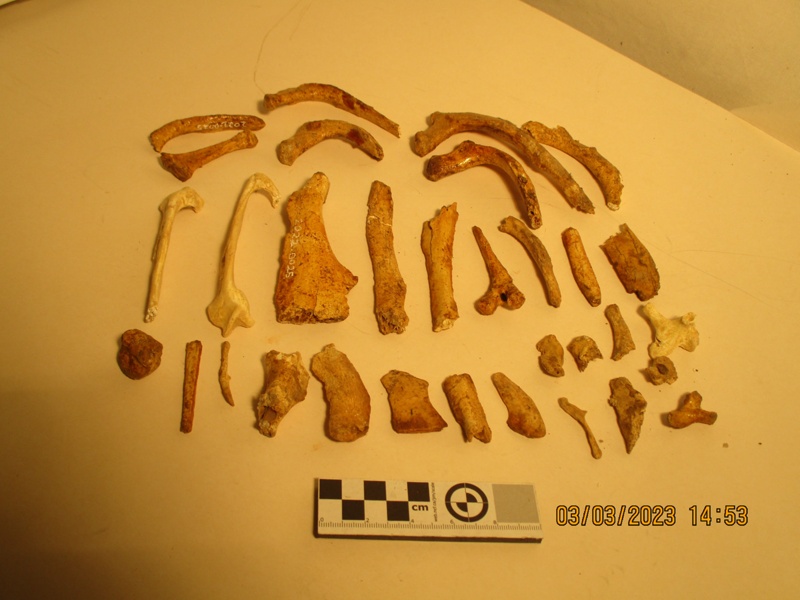 Bone, Moa; Found in the Mahoenui cavers hut on Papakauri station near ...