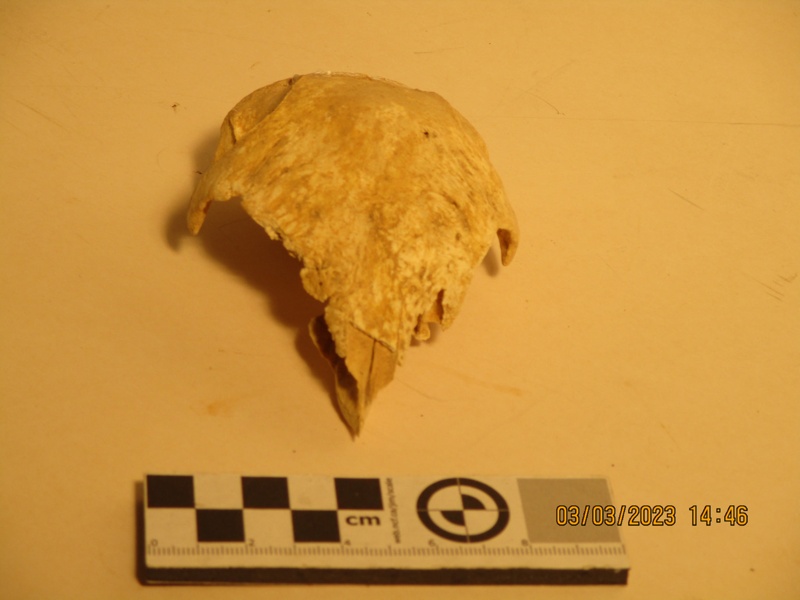 Bone, Moa skull.; Found in the Mahoenui cavers hut on Papakauri station ...