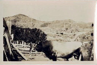 Photo, Bull in paddock with wooden fencing, "Grannies Great".; 1929 ...