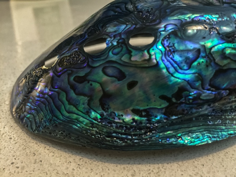 Polished pāua shell; Animalia, Mollusca, Gastropoda, Haliotis iris ...