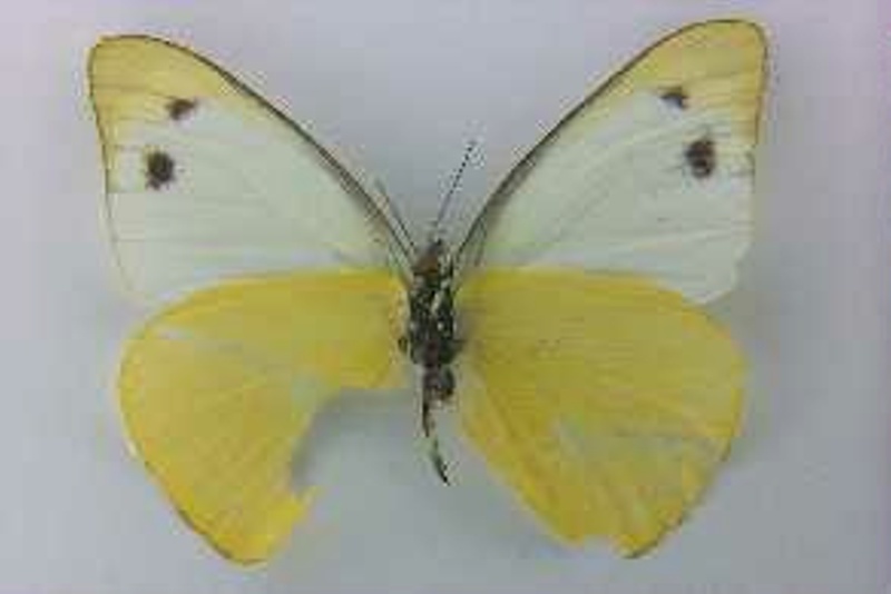 Butterfly - Australian Gull (Common Albatross); N-39-0 | eHive