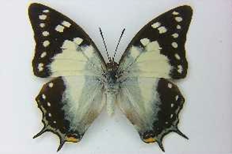 Butterfly - Tailed Emperor; N-16-0 | eHive