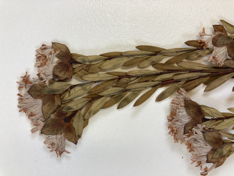 Dried plant specimen; 2021.156:24 | eHive