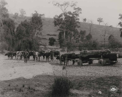 Bullocks : Maintongoon Station, Delatite River, Mansfield, c. 1918; A ...