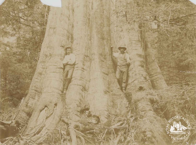 Bush scene : 'The Penny Tree', Buln Buln, 1906-7; J. Woolstencroft; A ...