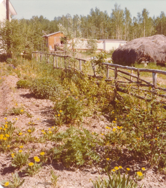 Front yard of main house at Arrdee Farm; FNPL2016.014.086 | eHive