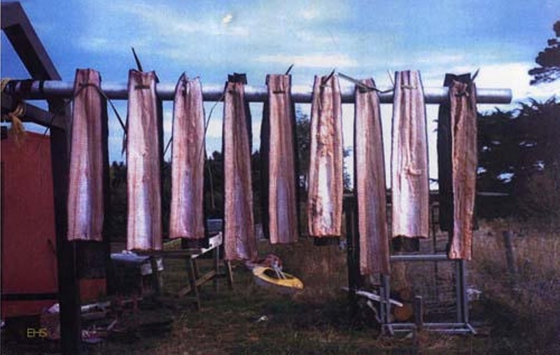 Drying split eels at Lake Ellesmere, ex Te Taumutu Runanga; EHS-1300 ...