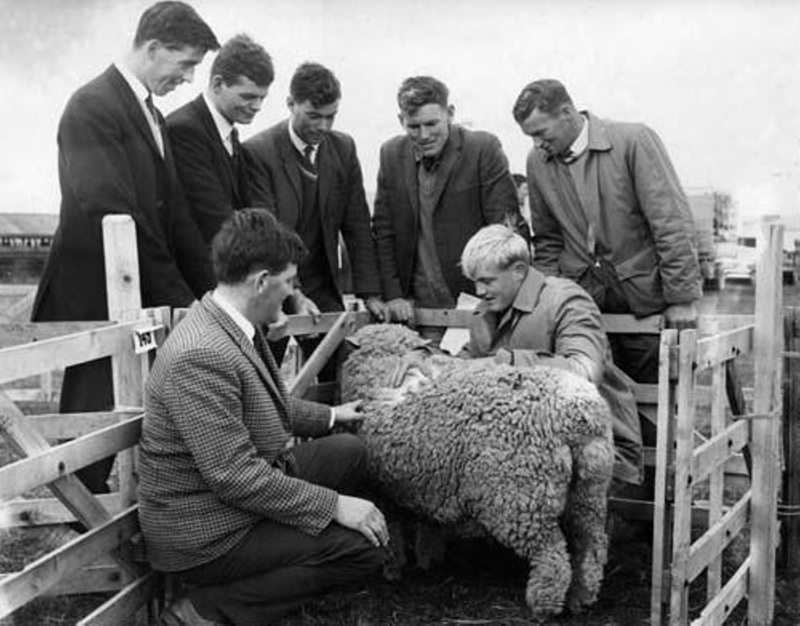 Young Farmers National Stock judging 1964 standing 3rd Roger Gilbert ...