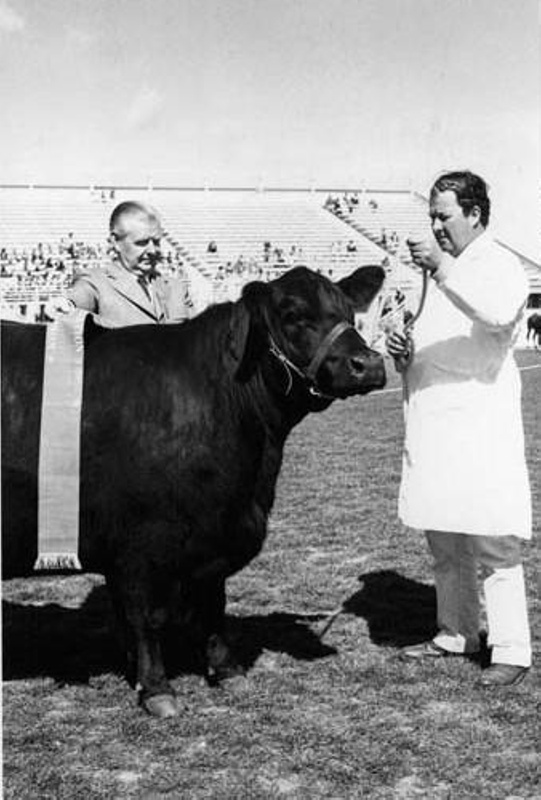 Cara, White Ear, of the Delta, ChCh Show, Judge Jack Hickman, Blenheim ...